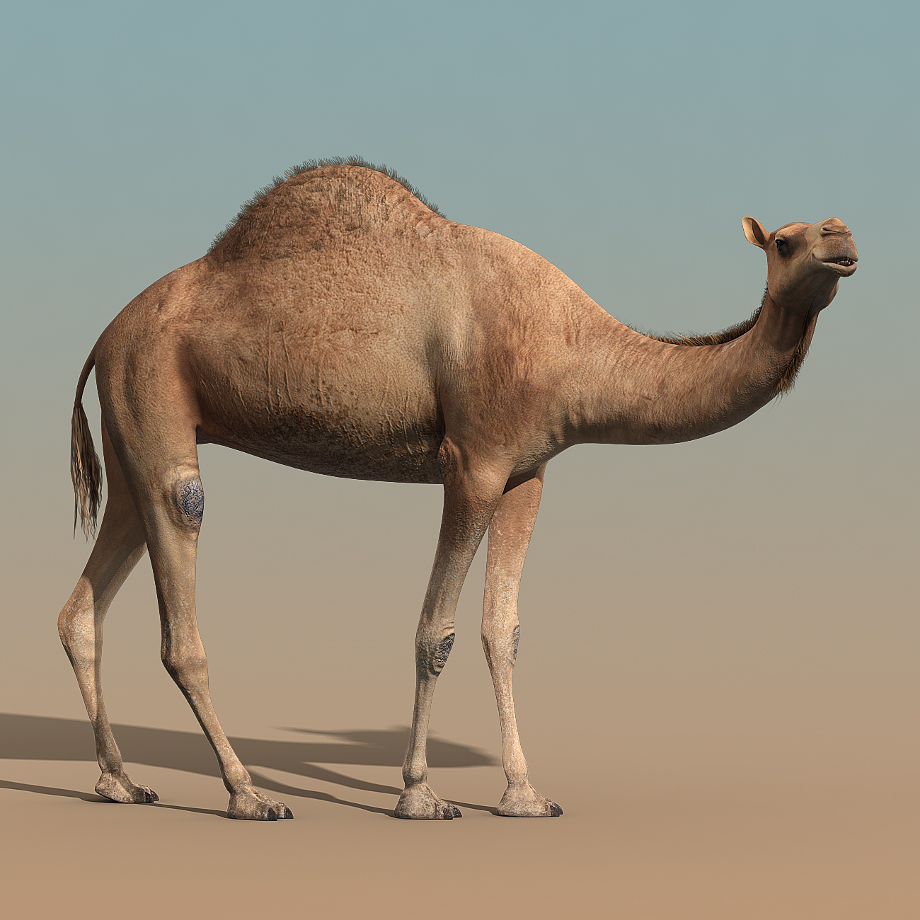 camel animation 3d max