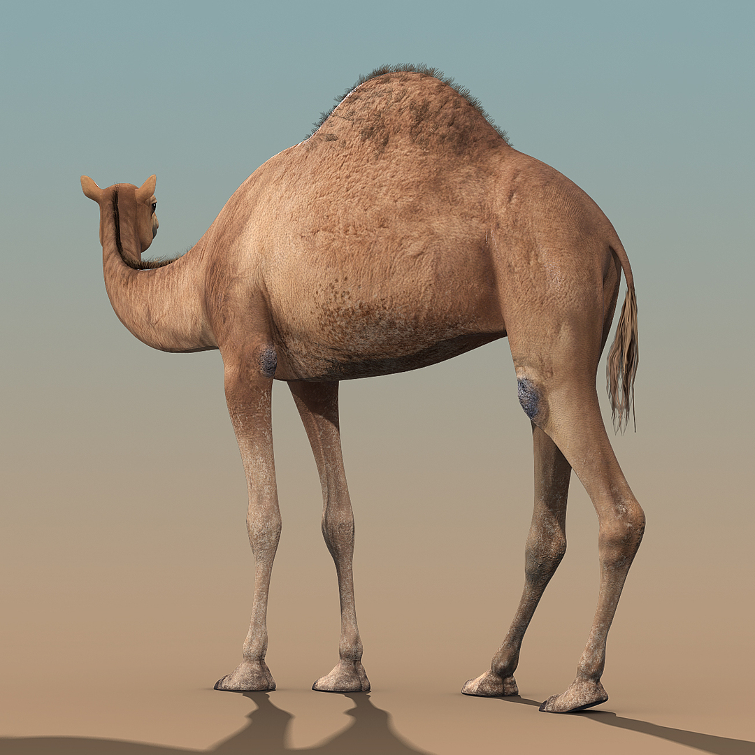 camel animation 3d max