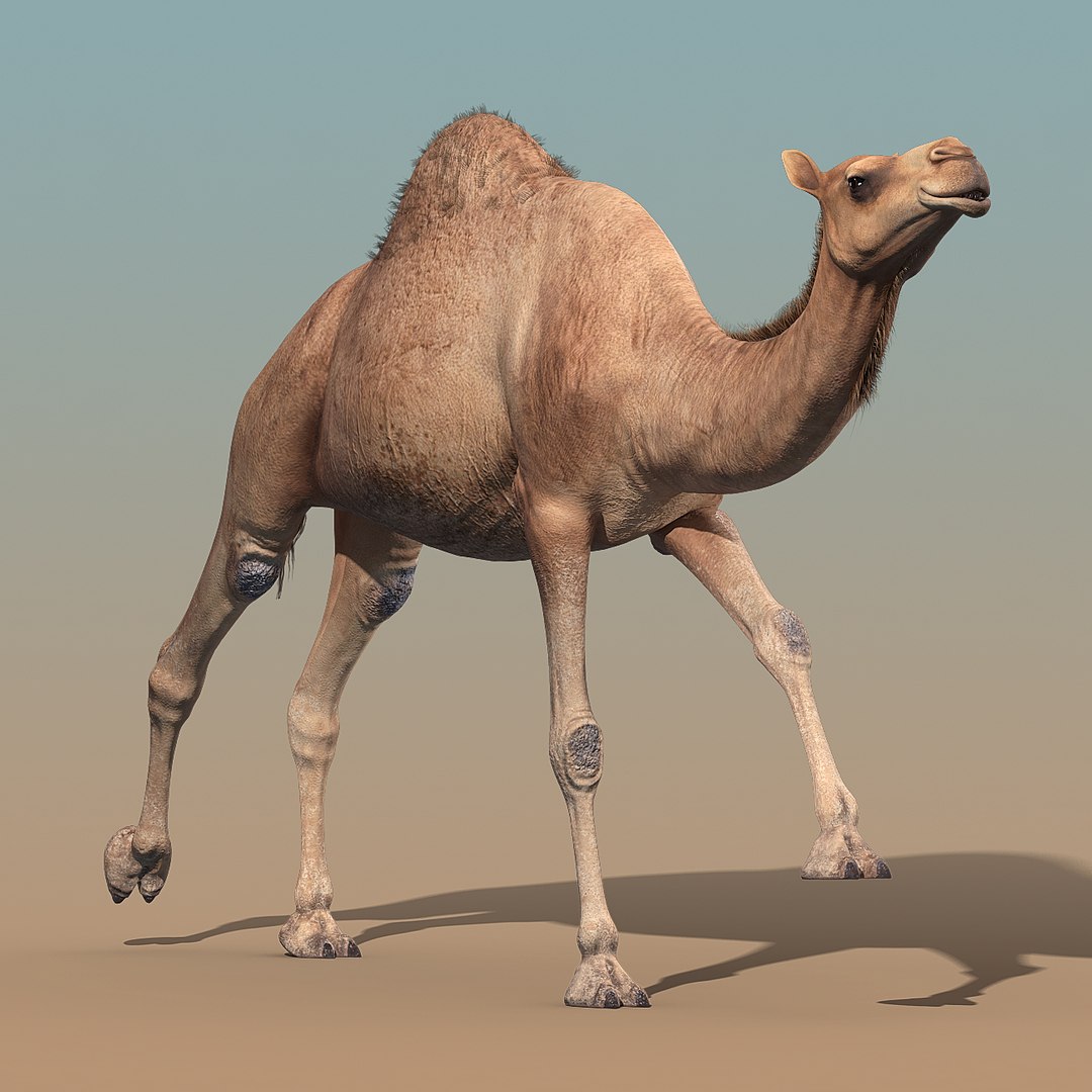 Camel Animation 3d Max