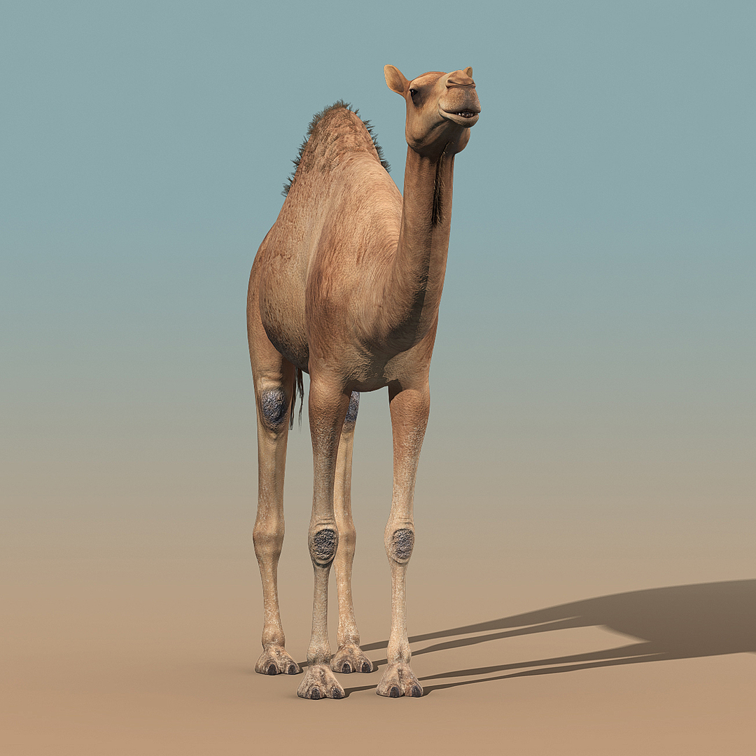 camel animation 3d max