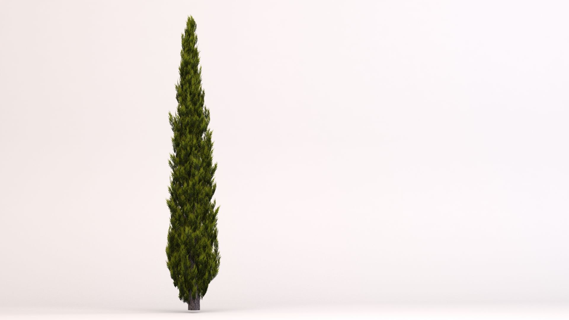 Italian Cypress 3D Model - TurboSquid 1654267