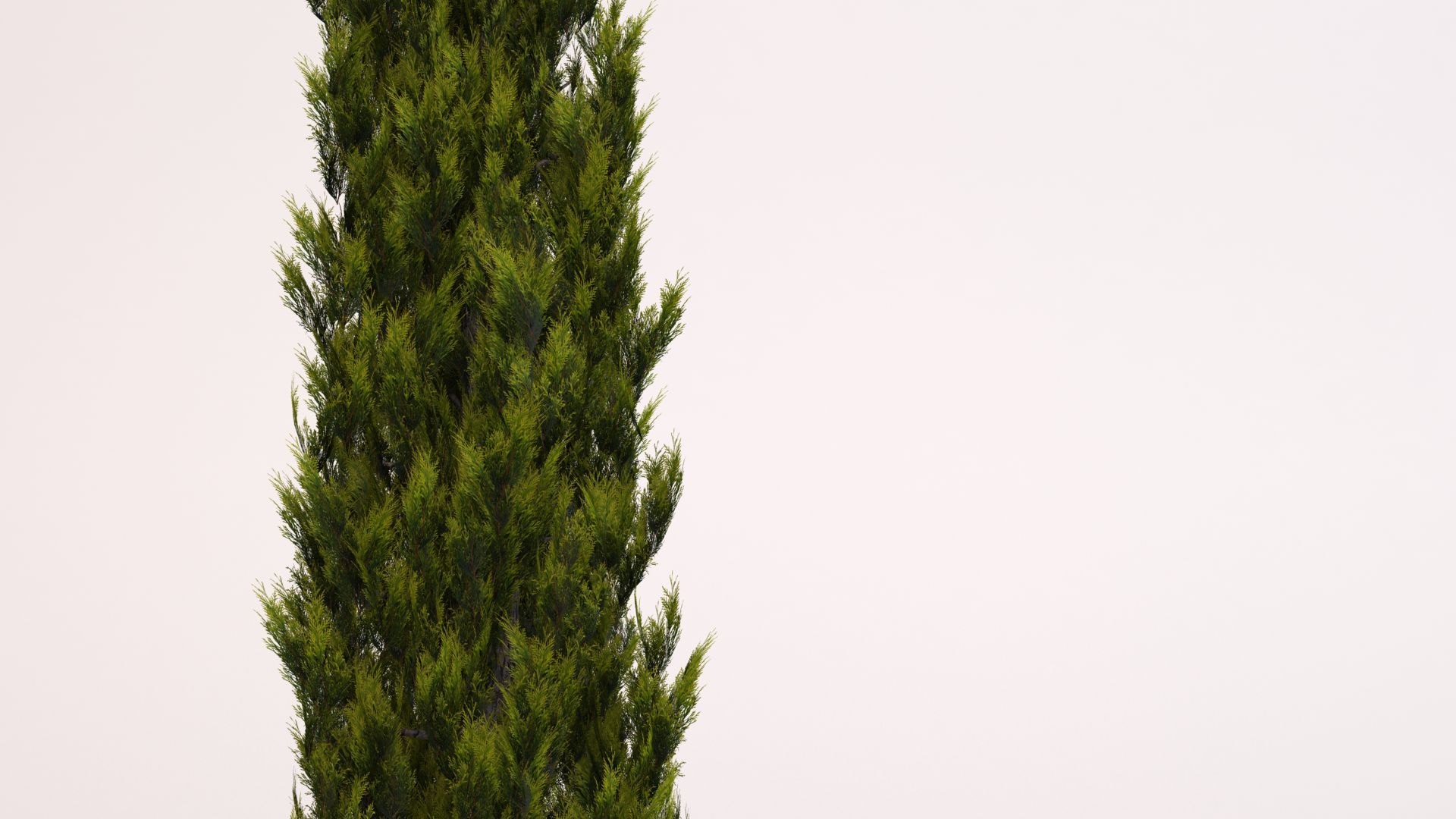Italian Cypress 3D Model - TurboSquid 1654267