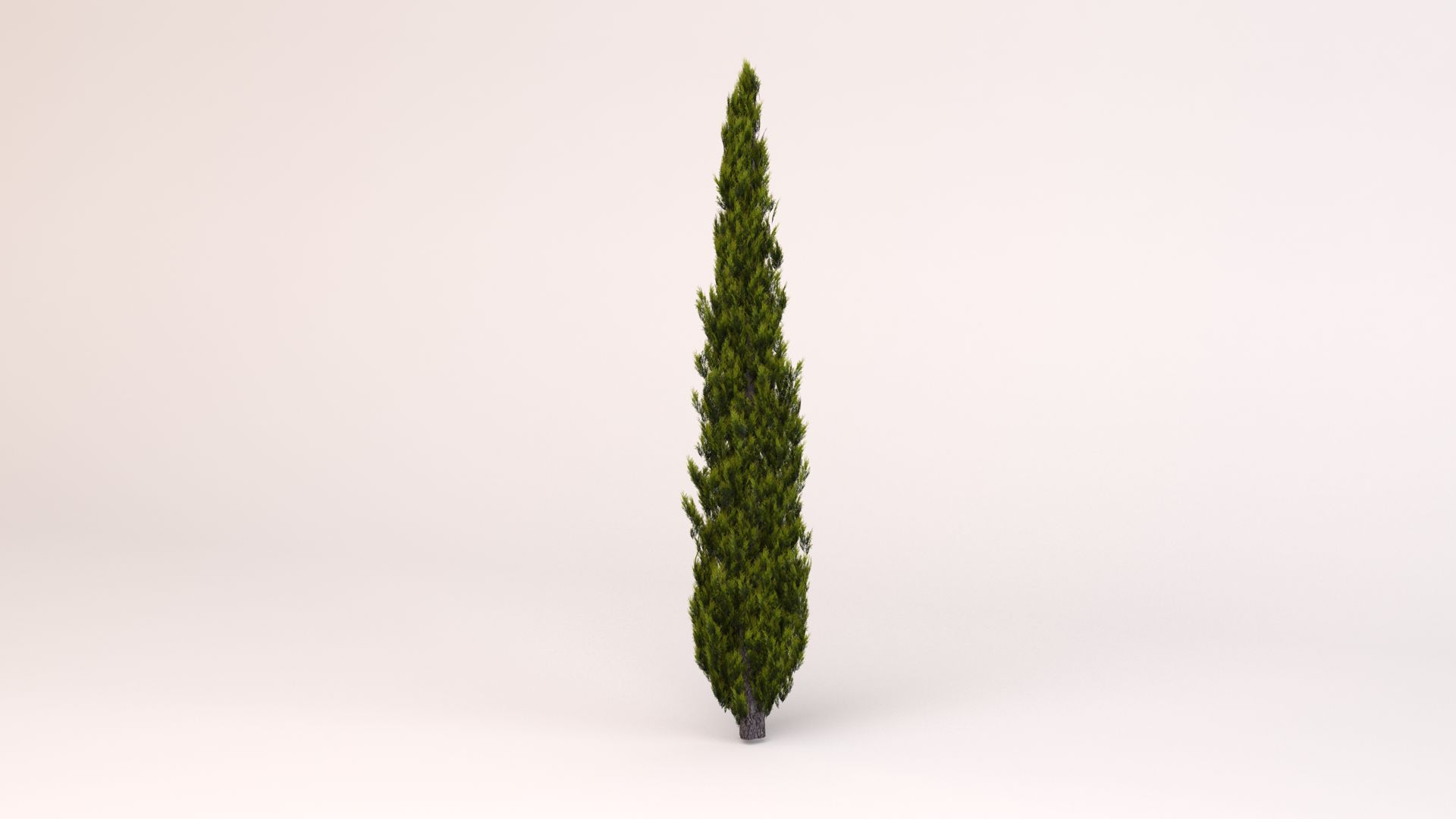 Italian Cypress 3D Model - TurboSquid 1654267