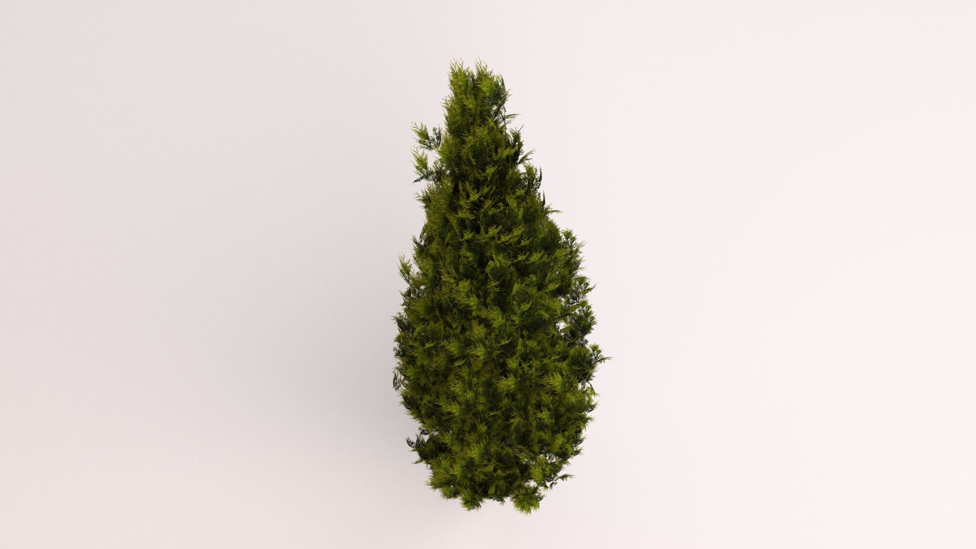 Italian Cypress 3D Model - TurboSquid 1654267