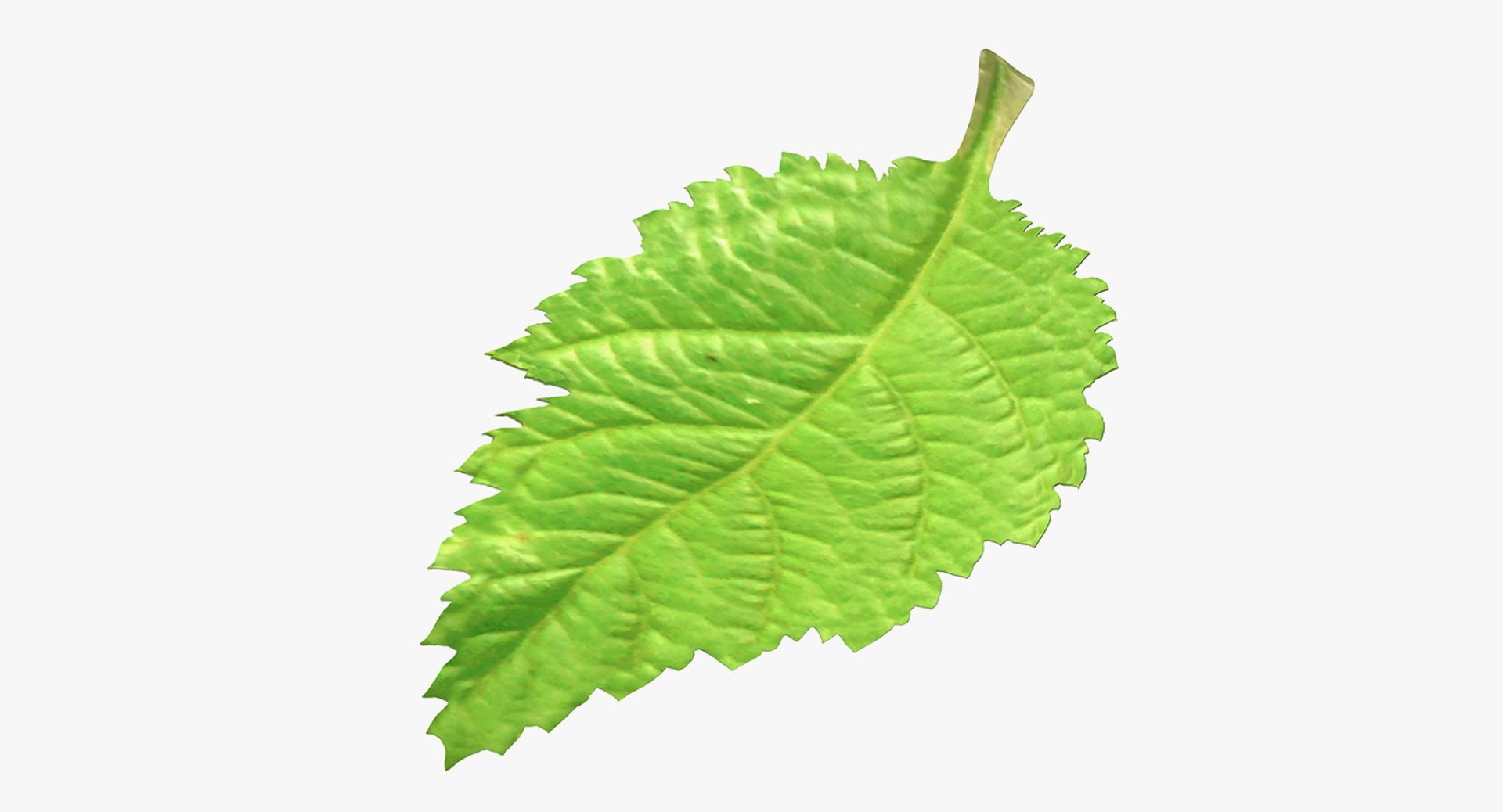 Blackberry leaf 3D model - TurboSquid 1380091