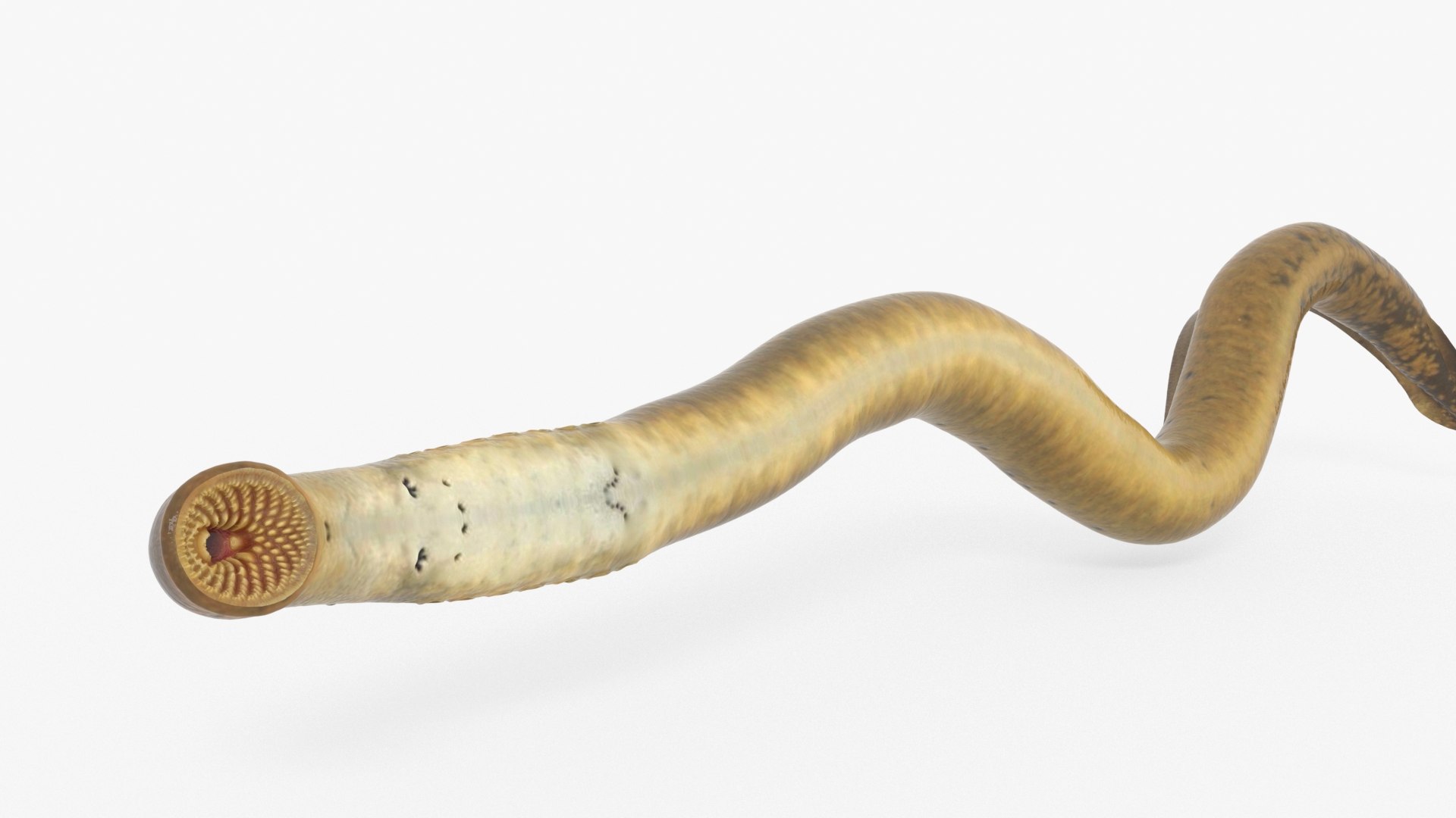 3D Sea Lamprey - TurboSquid 1385205