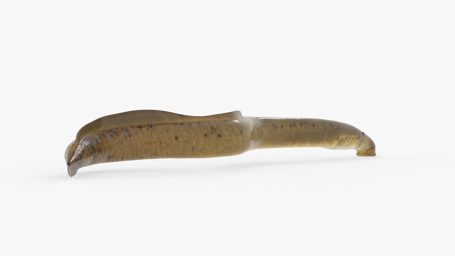 3D Sea Lamprey - TurboSquid 1385205