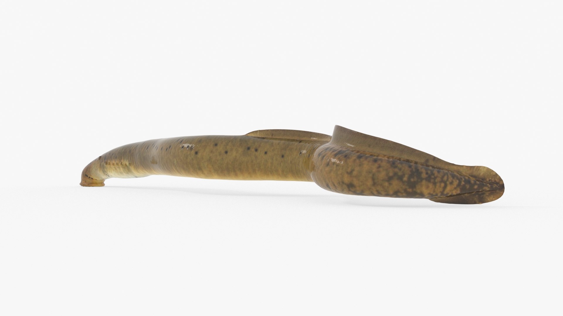 3D Sea Lamprey - TurboSquid 1385205
