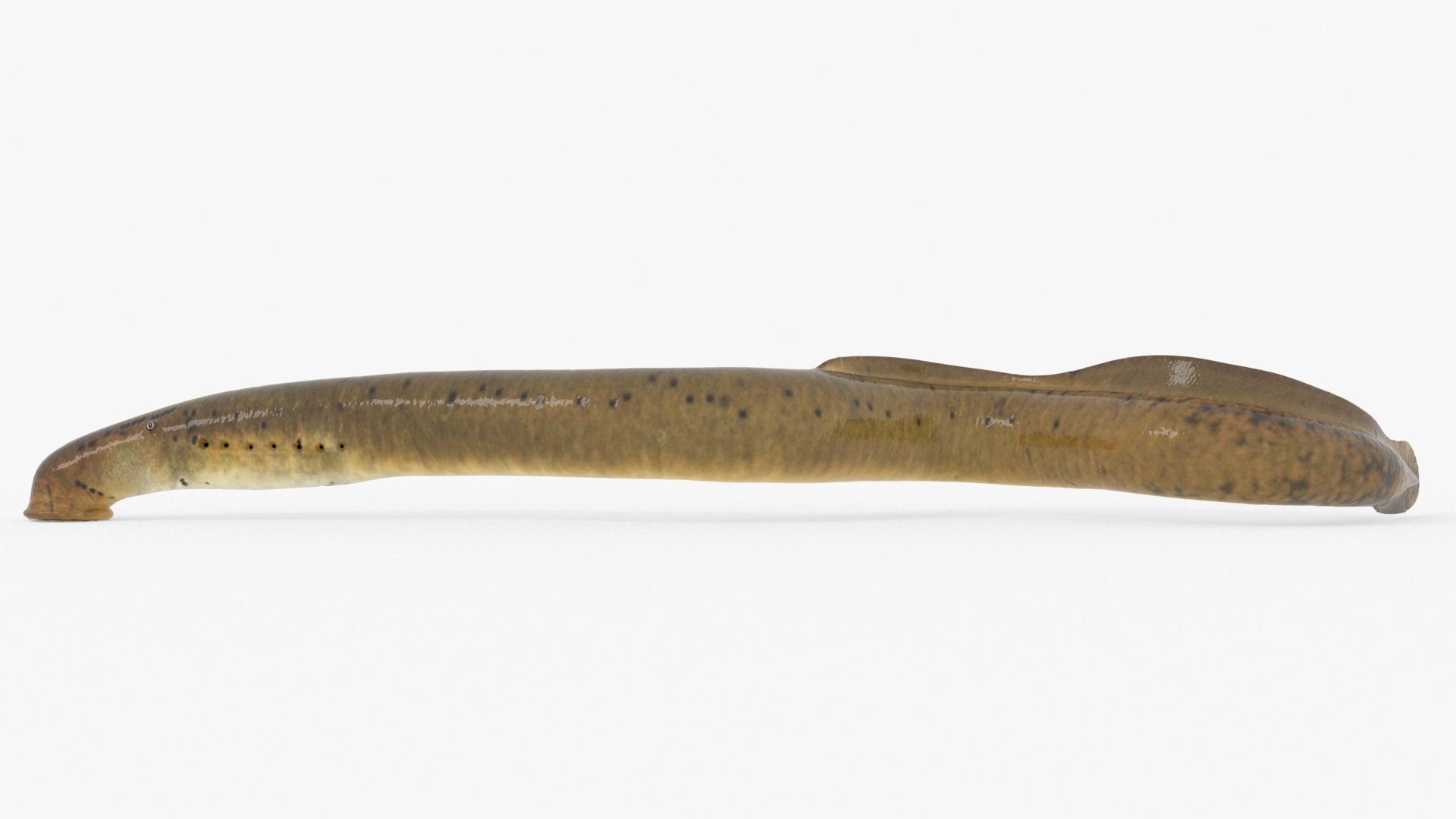 3D Sea Lamprey - TurboSquid 1385205