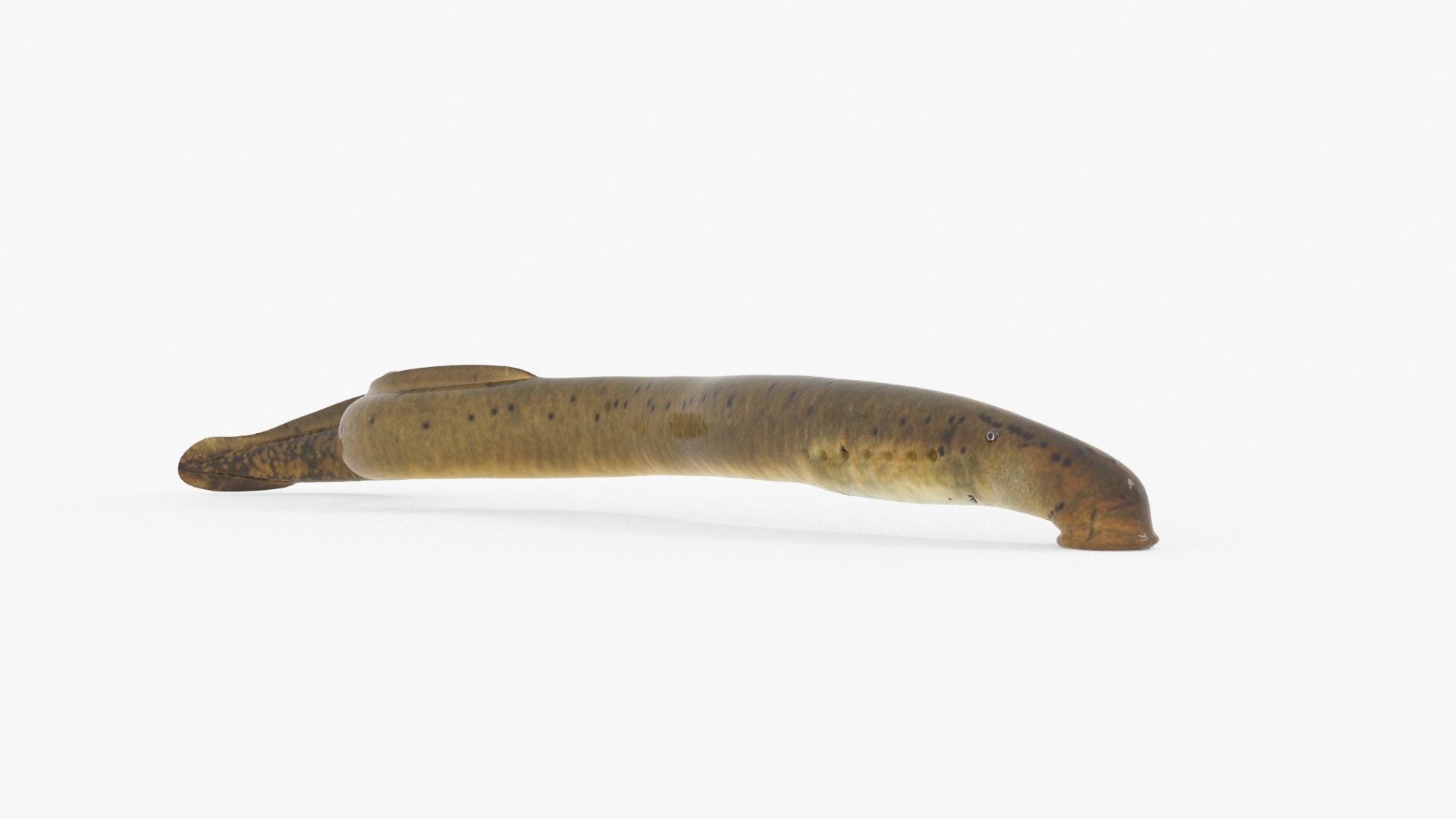 3D Sea Lamprey - TurboSquid 1385205