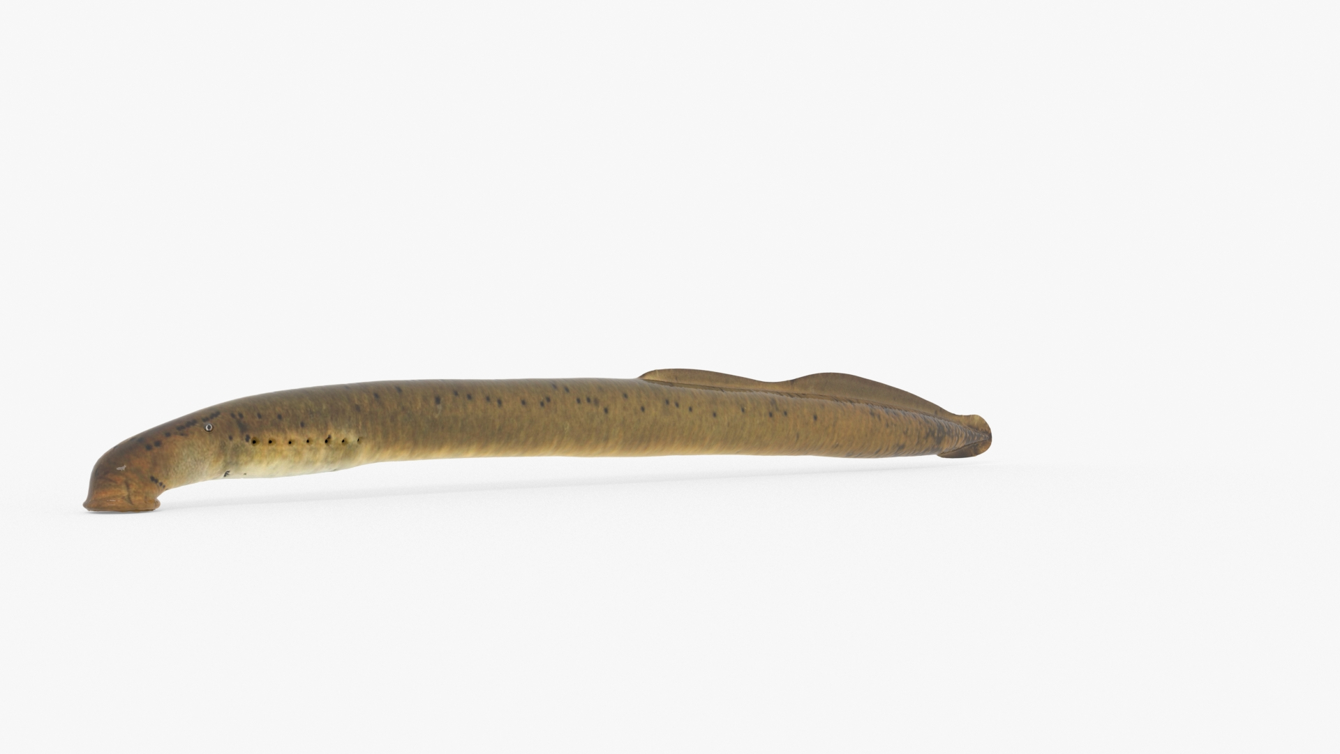 3D Sea Lamprey - TurboSquid 1385205