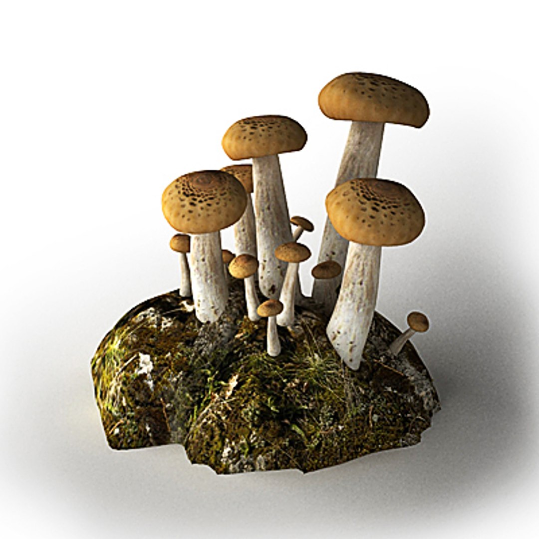 ma beech mushroom