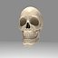 3d human skull