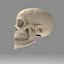 3d human skull