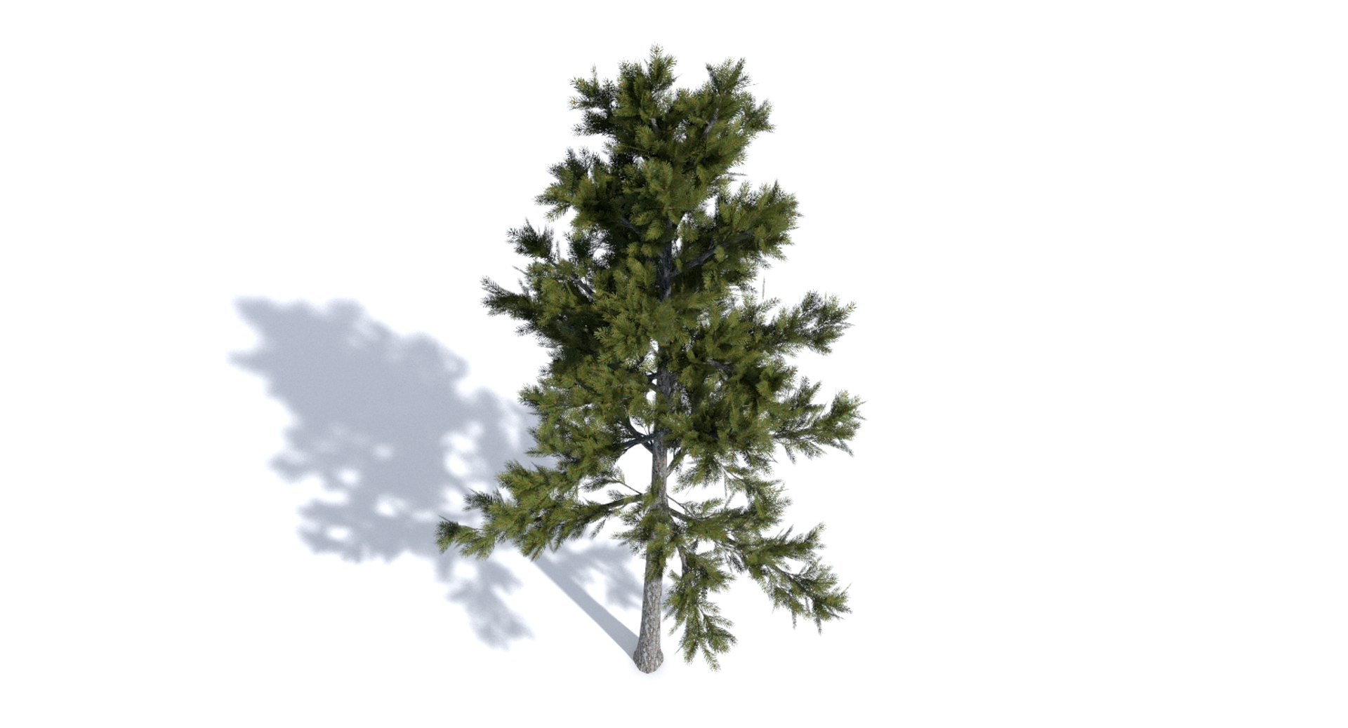 3d Pine Tree