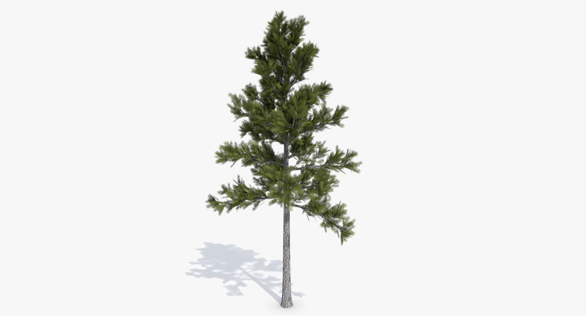 3d Pine Tree