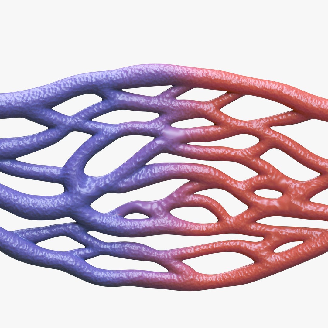 Blood Vessel Cross Section 3D Model - TurboSquid 2022420