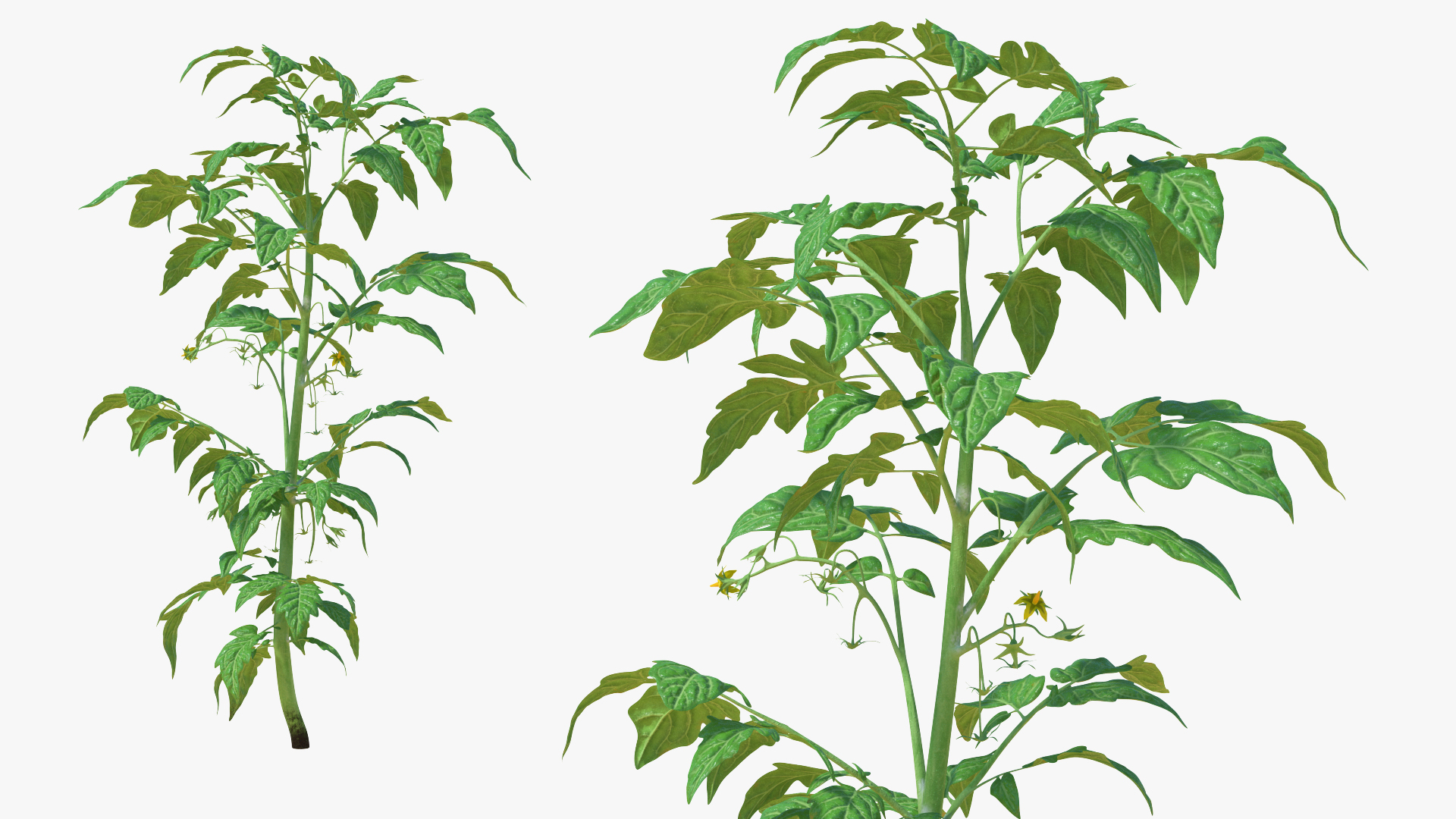 3D Young Tomato Plant - TurboSquid 1521656