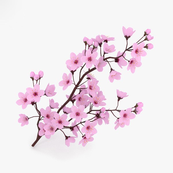 Free 3D Cherry-Tree Models | TurboSquid