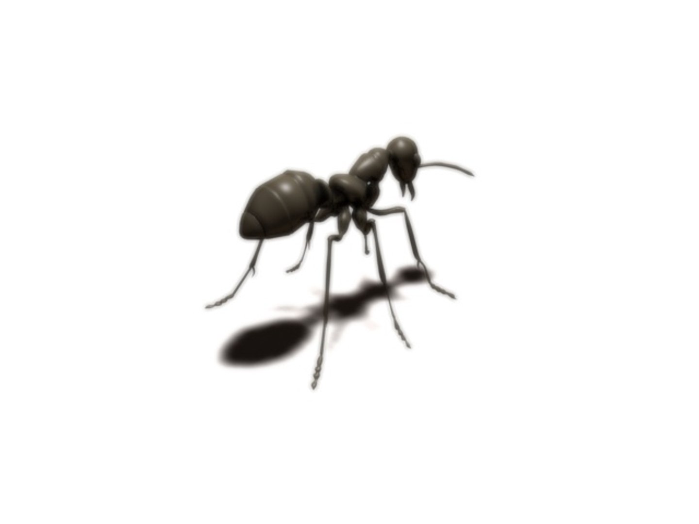 Ant Insects Max
