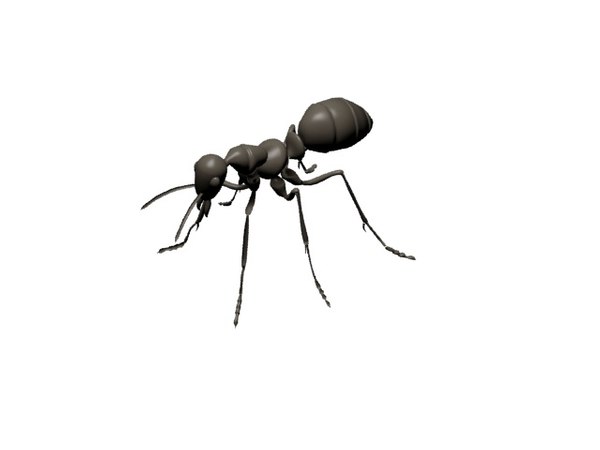 ant insects max