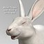 3d Realistic White Rabbit