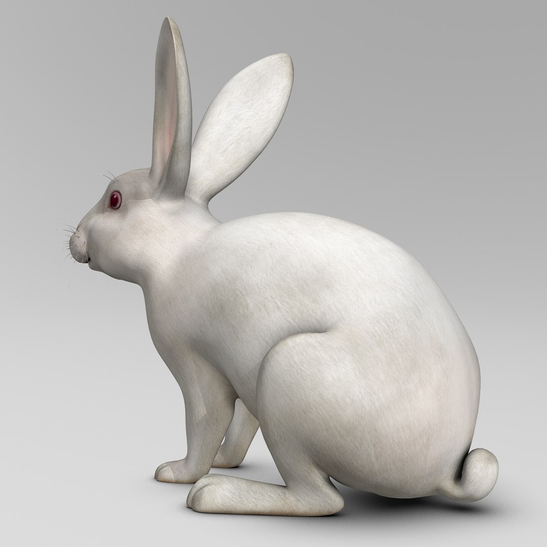 3d Realistic White Rabbit