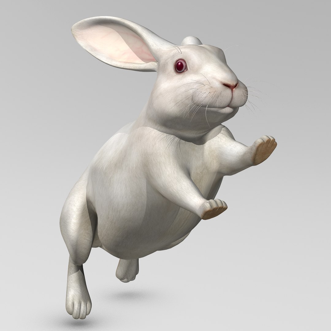 3d Realistic White Rabbit