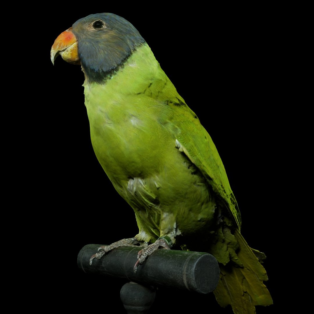 Animal Scanned Unity 3D Model - TurboSquid 1171952