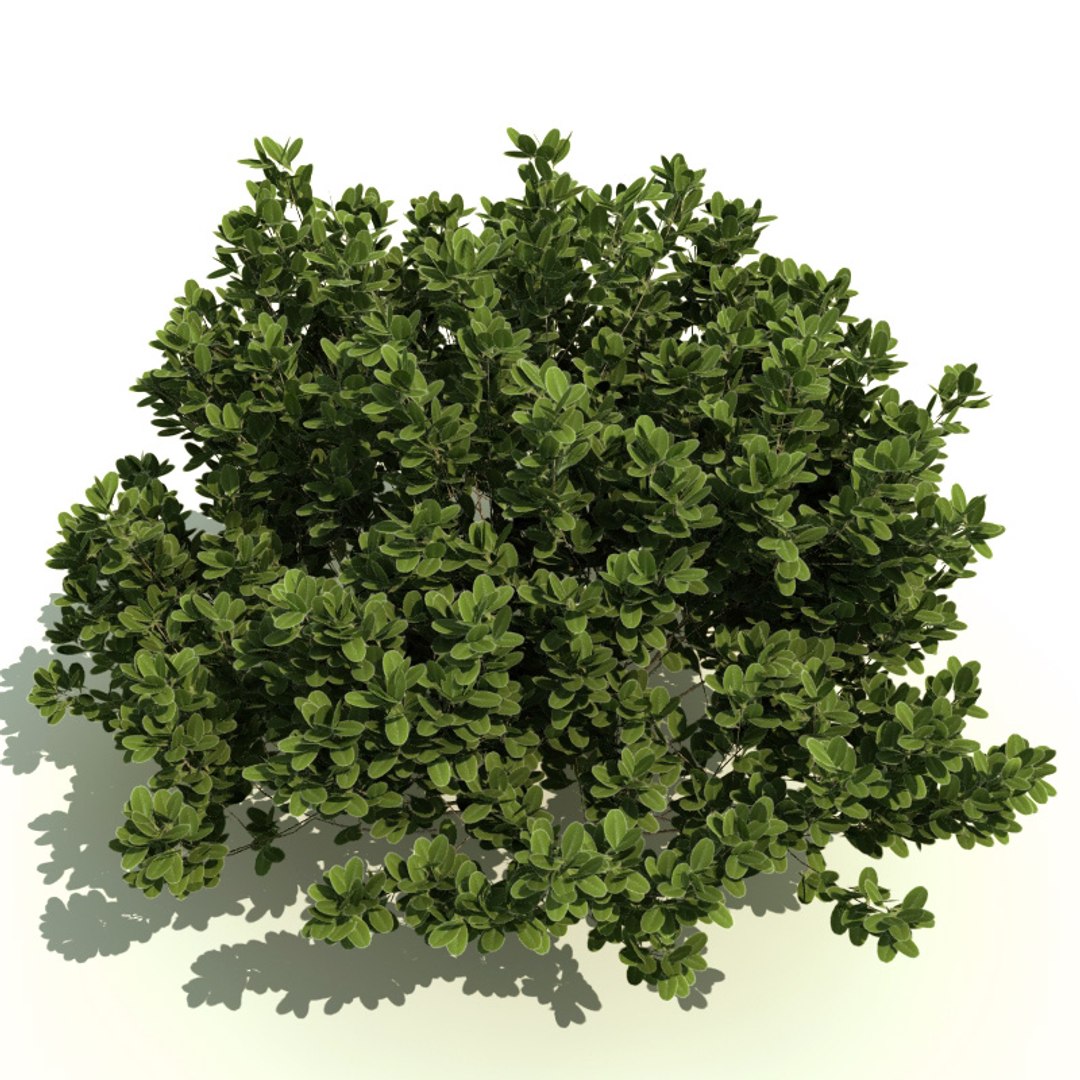 3d Evergreen Shrubs Model