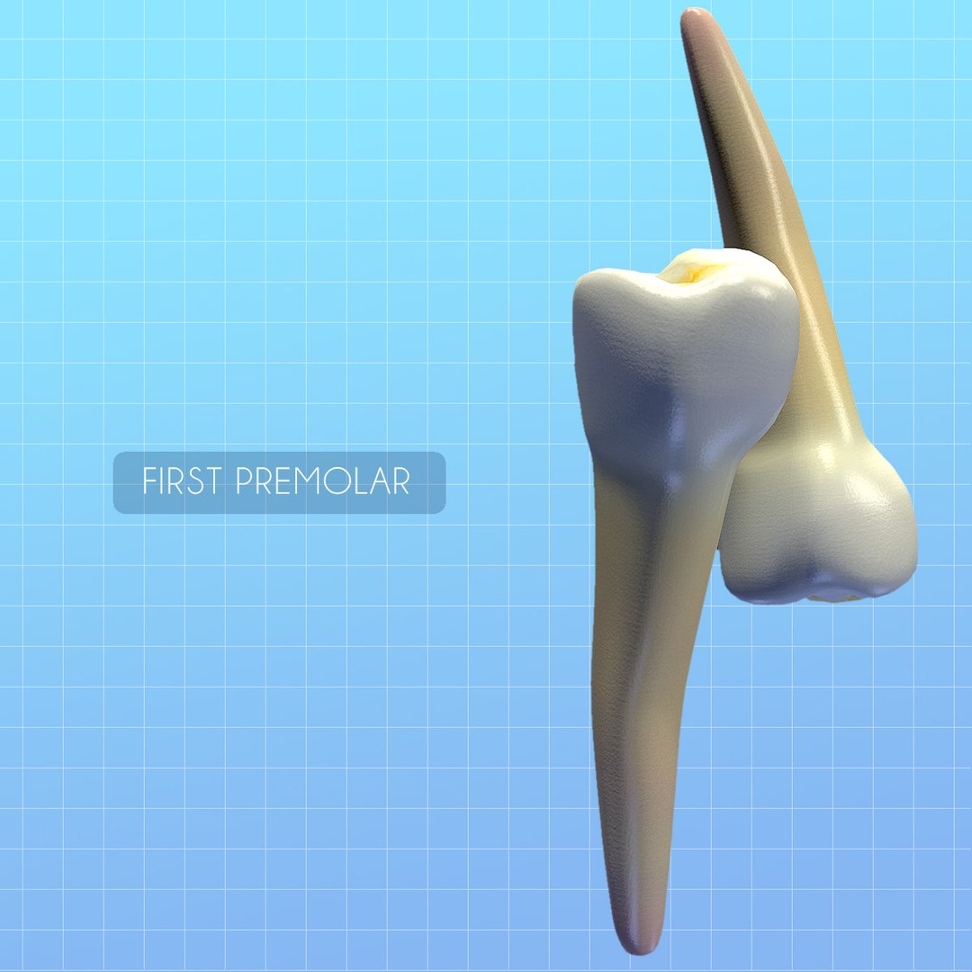 3d Premolar Human Model