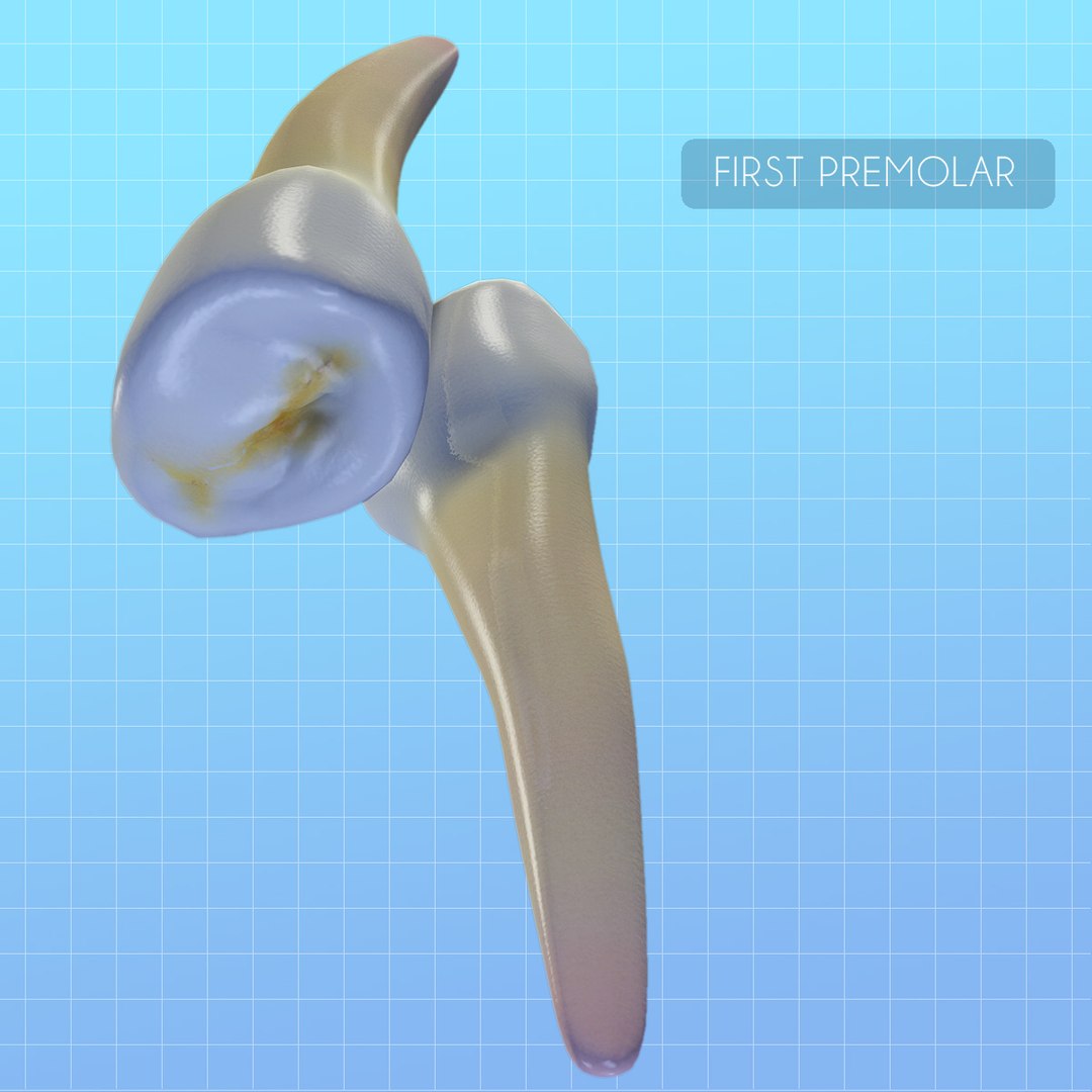 3d Premolar Human Model