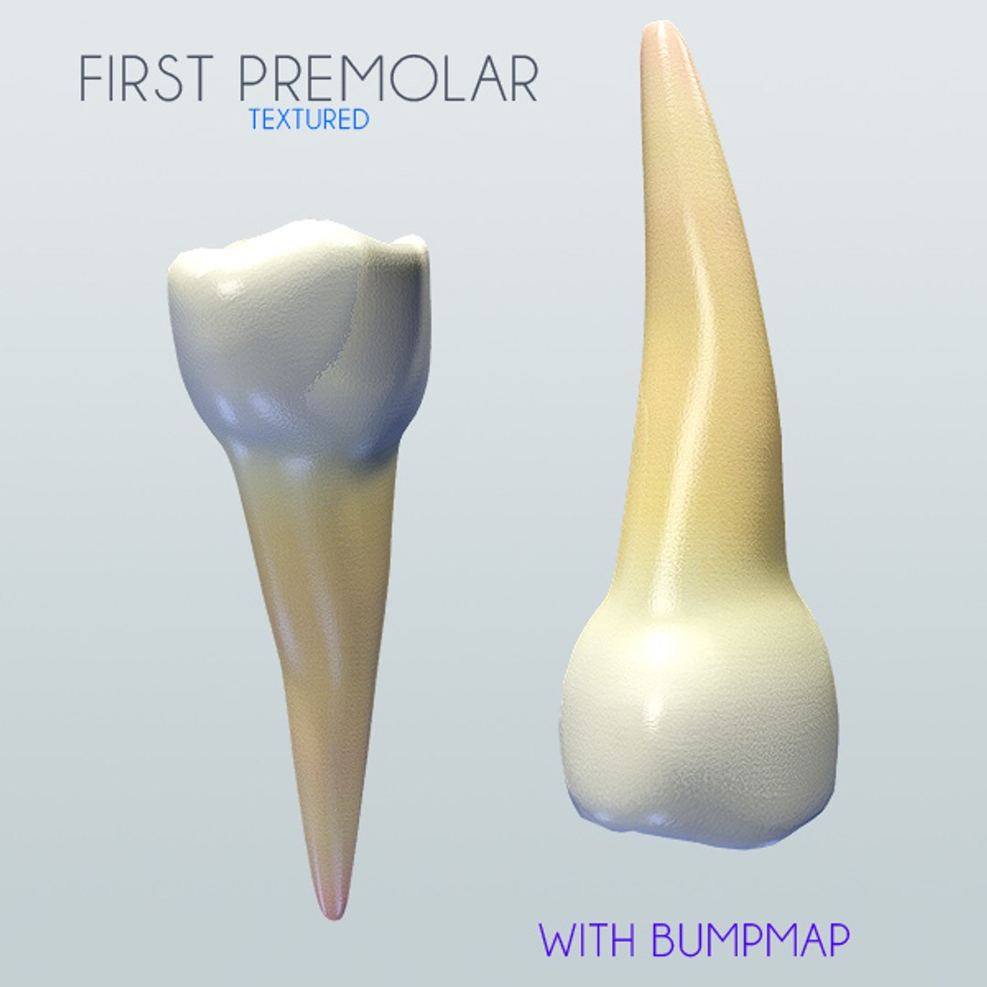 3d Premolar Human Model
