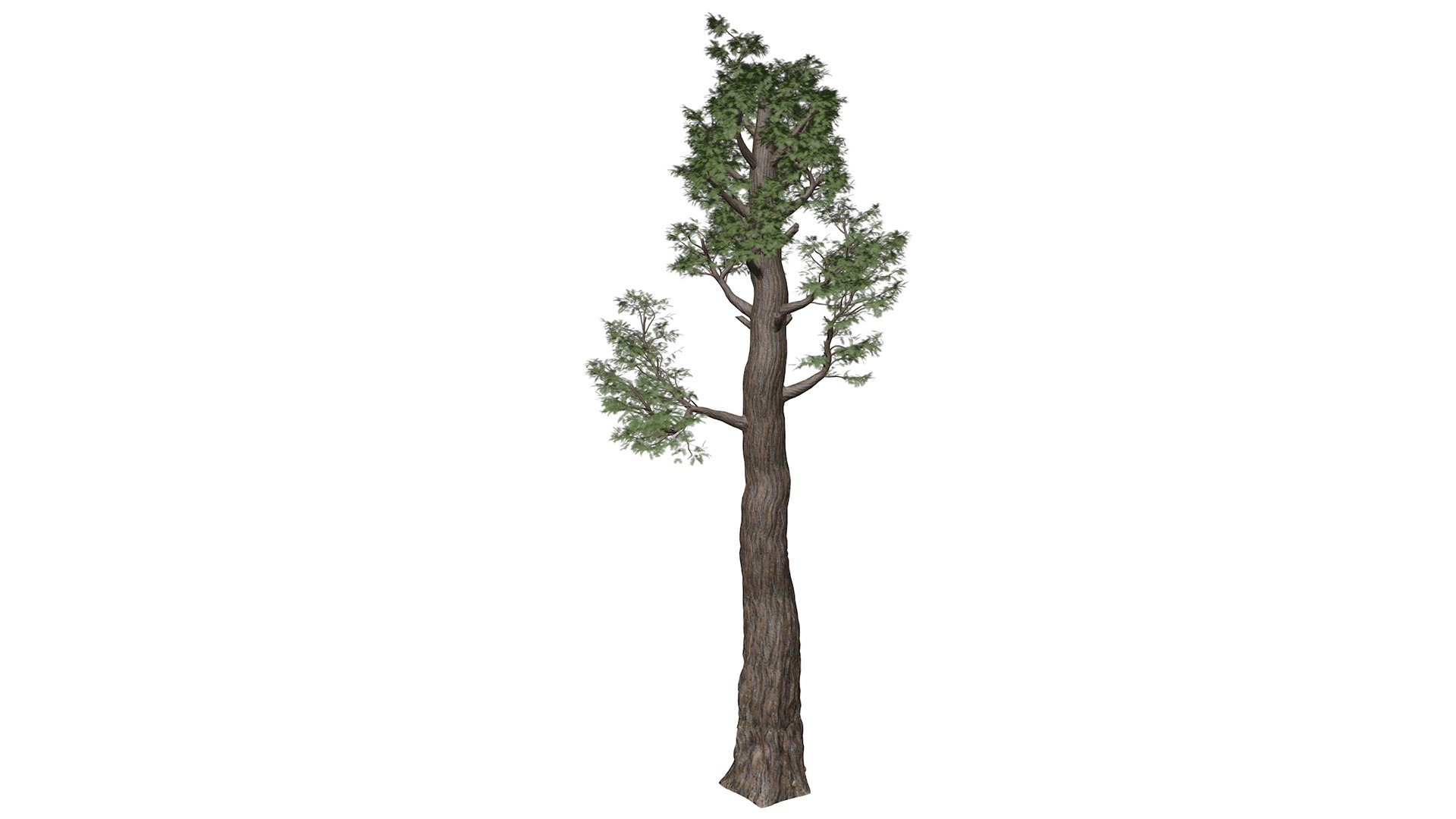 3D Giant Redwood Sequoia Tree Collection - TurboSquid 2378782