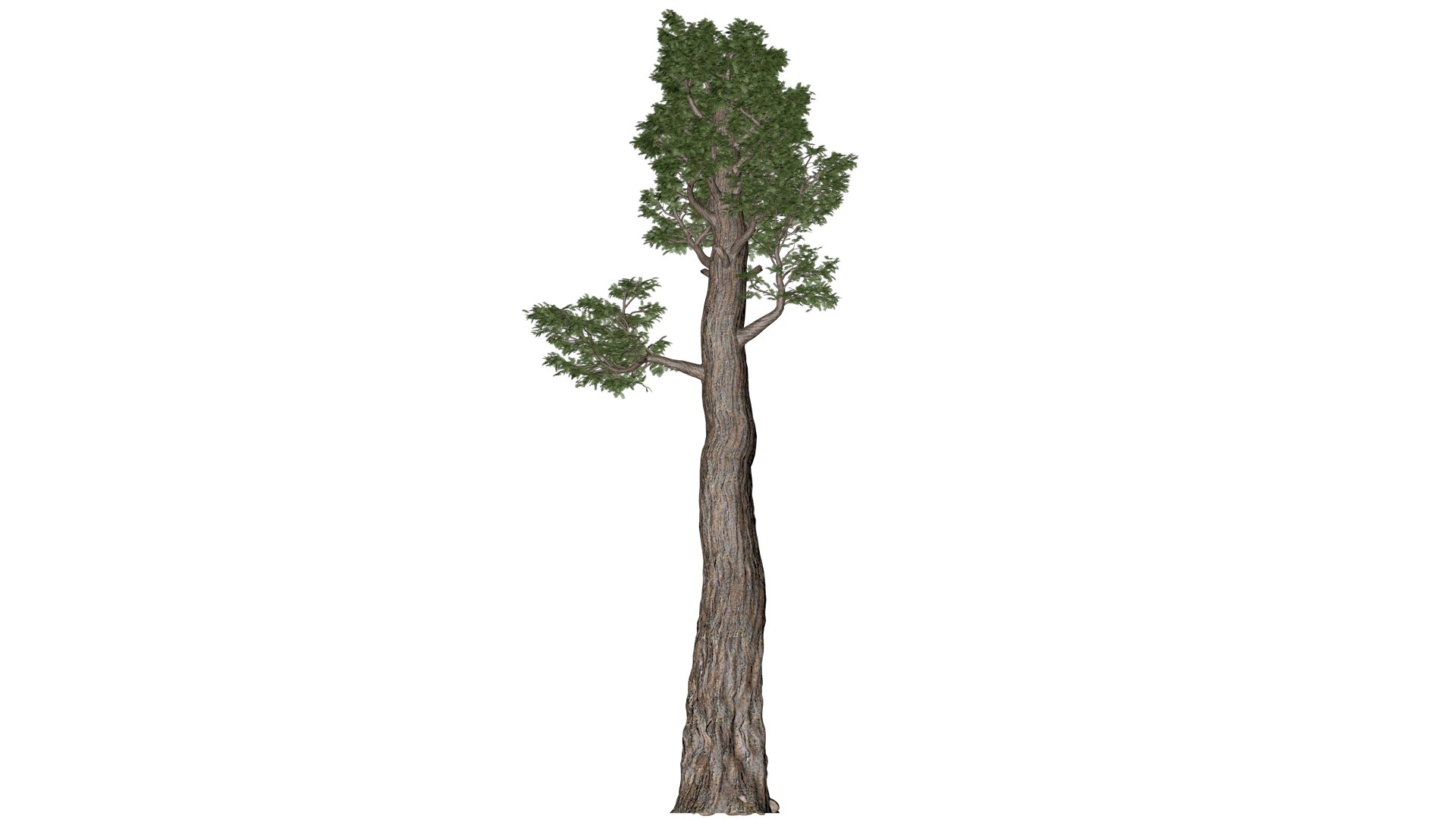 Giant Redwood Sequoia Tree - 03 - 3D Model - TurboSquid 2373507