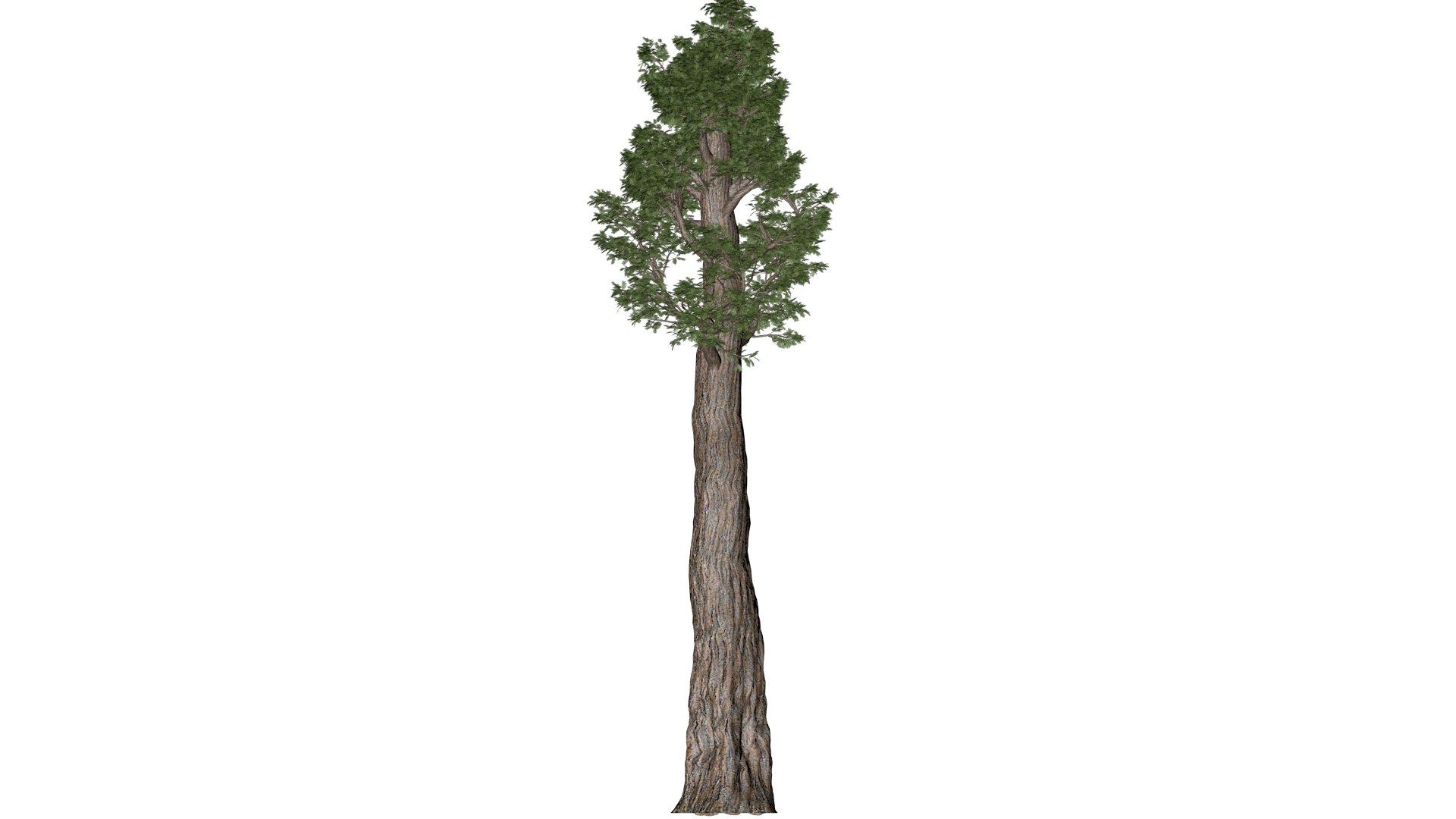Giant Redwood Sequoia Tree - 03 - 3D Model - TurboSquid 2373507