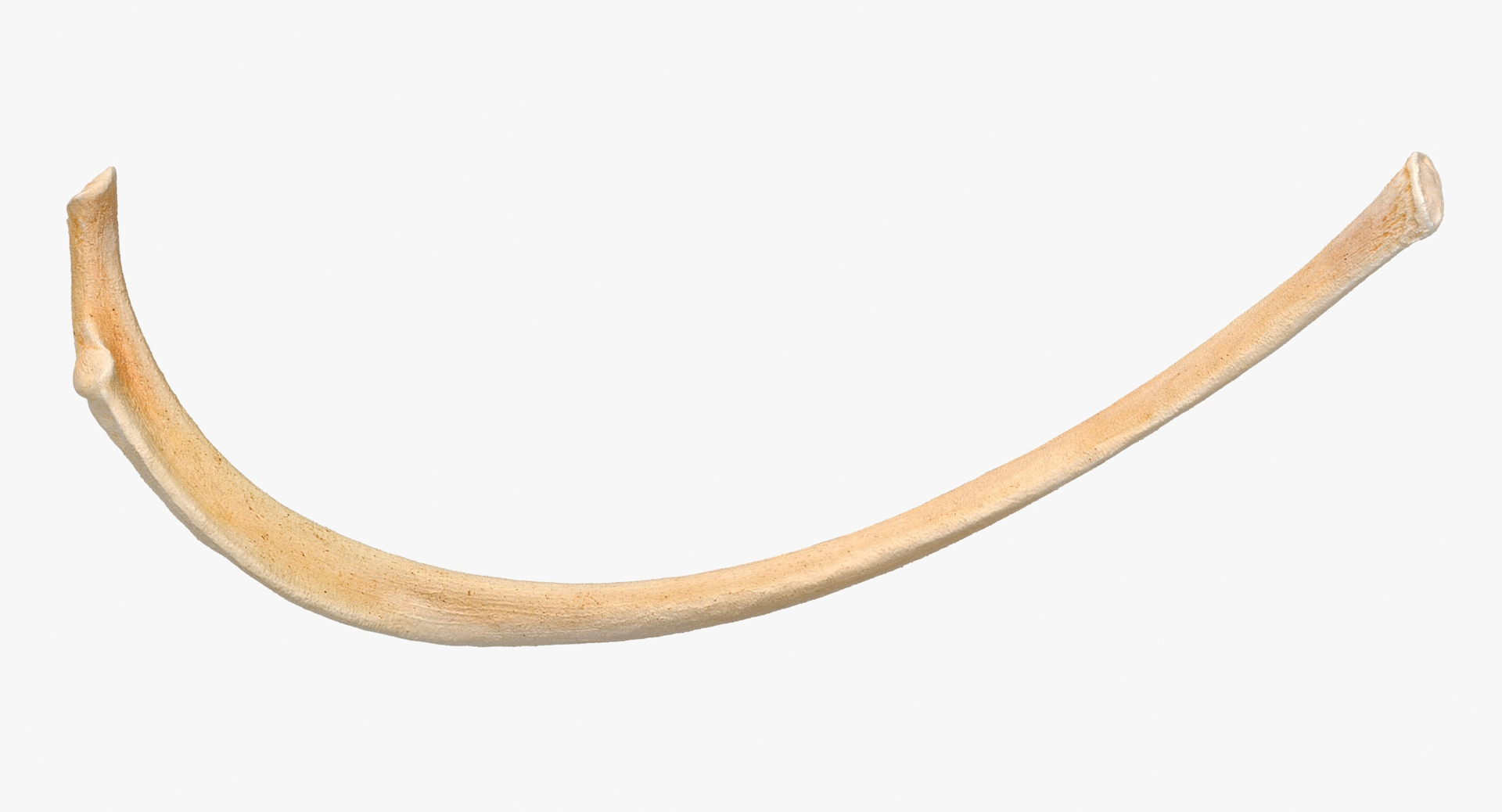 3D Kangaroo Red Necked Wallaby Rib T6 - TurboSquid 2102541