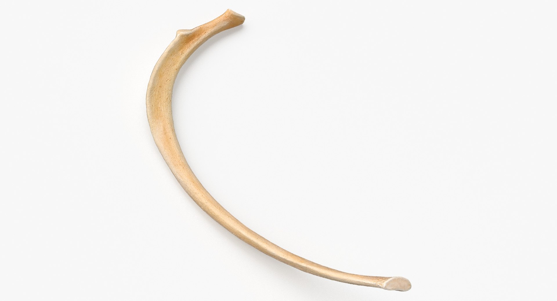 3D Kangaroo Red Necked Wallaby Rib T6 - TurboSquid 2102541