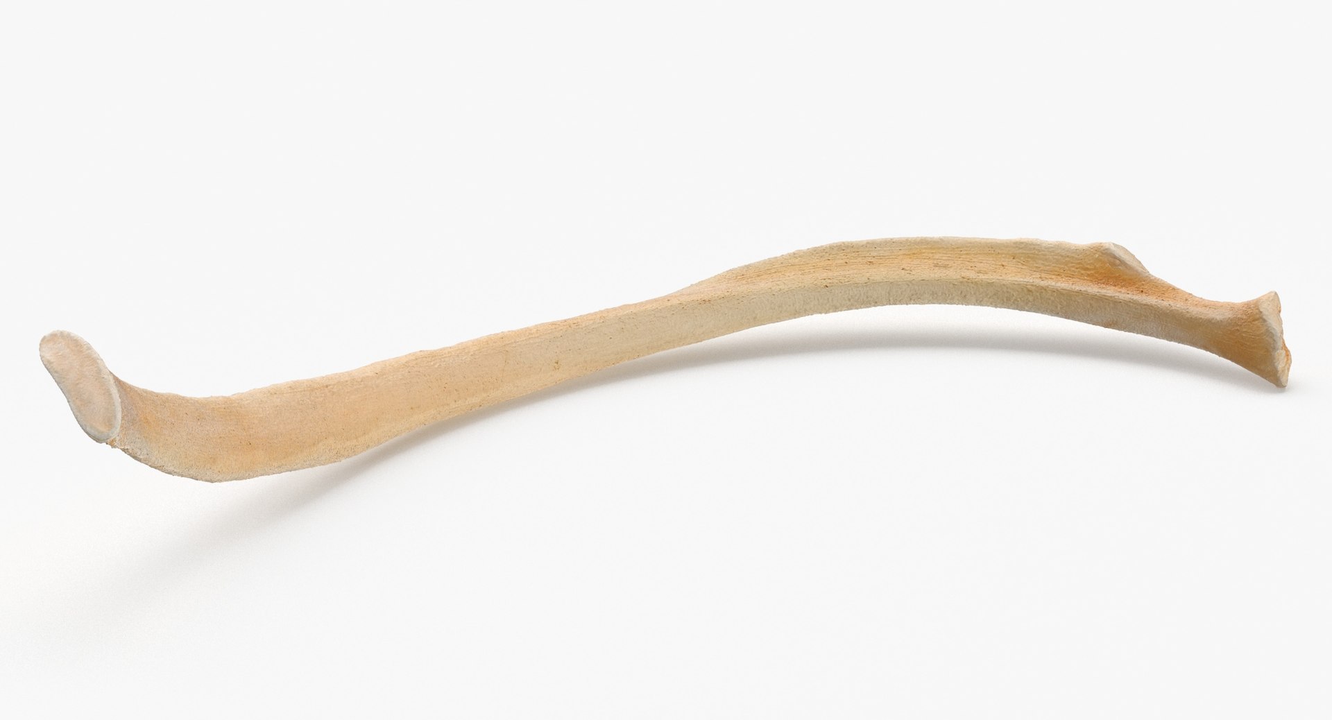 3D Kangaroo Red Necked Wallaby Rib T6 - TurboSquid 2102541