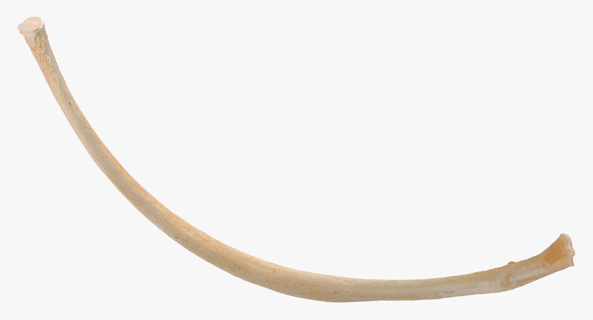 3D Kangaroo Red Necked Wallaby Rib T6 - TurboSquid 2102541