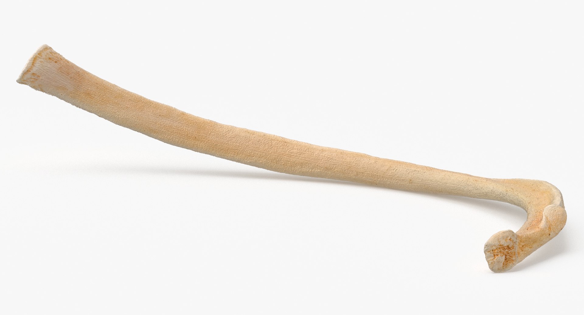 3D Kangaroo Red Necked Wallaby Rib T6 - TurboSquid 2102541