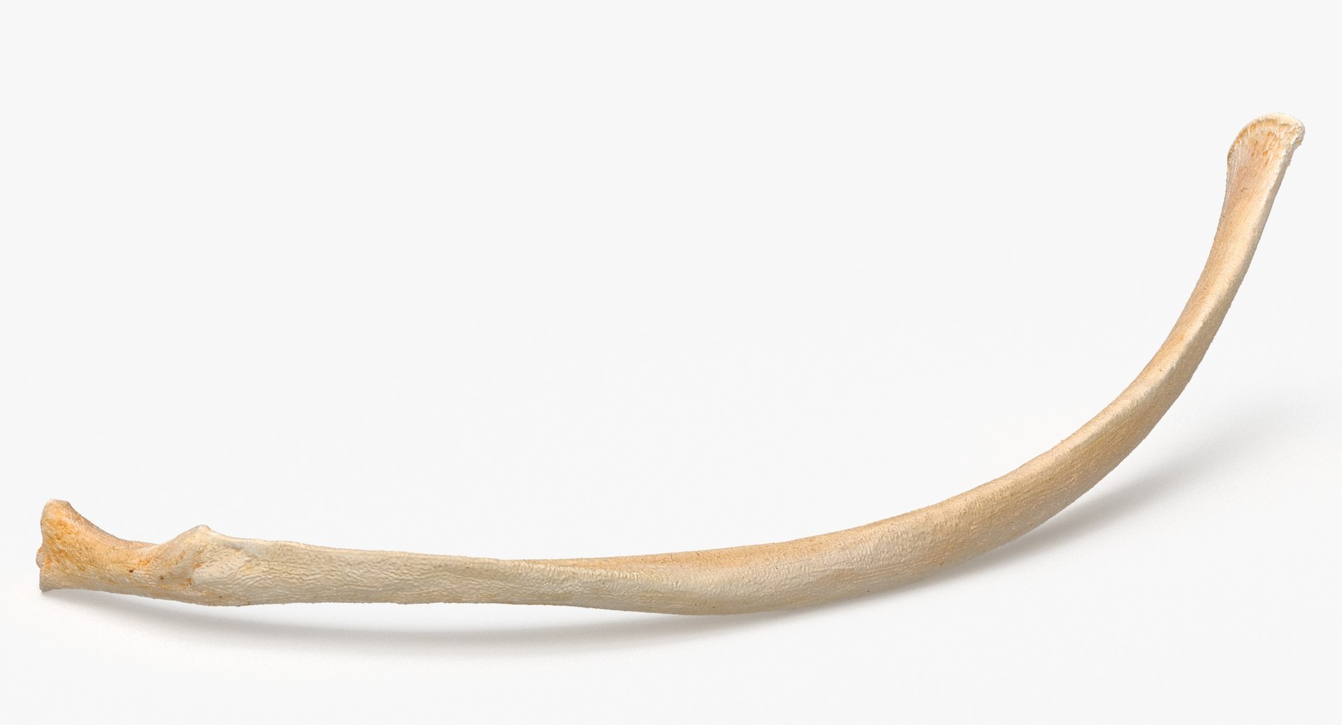 3D Kangaroo Red Necked Wallaby Rib T6 - TurboSquid 2102541