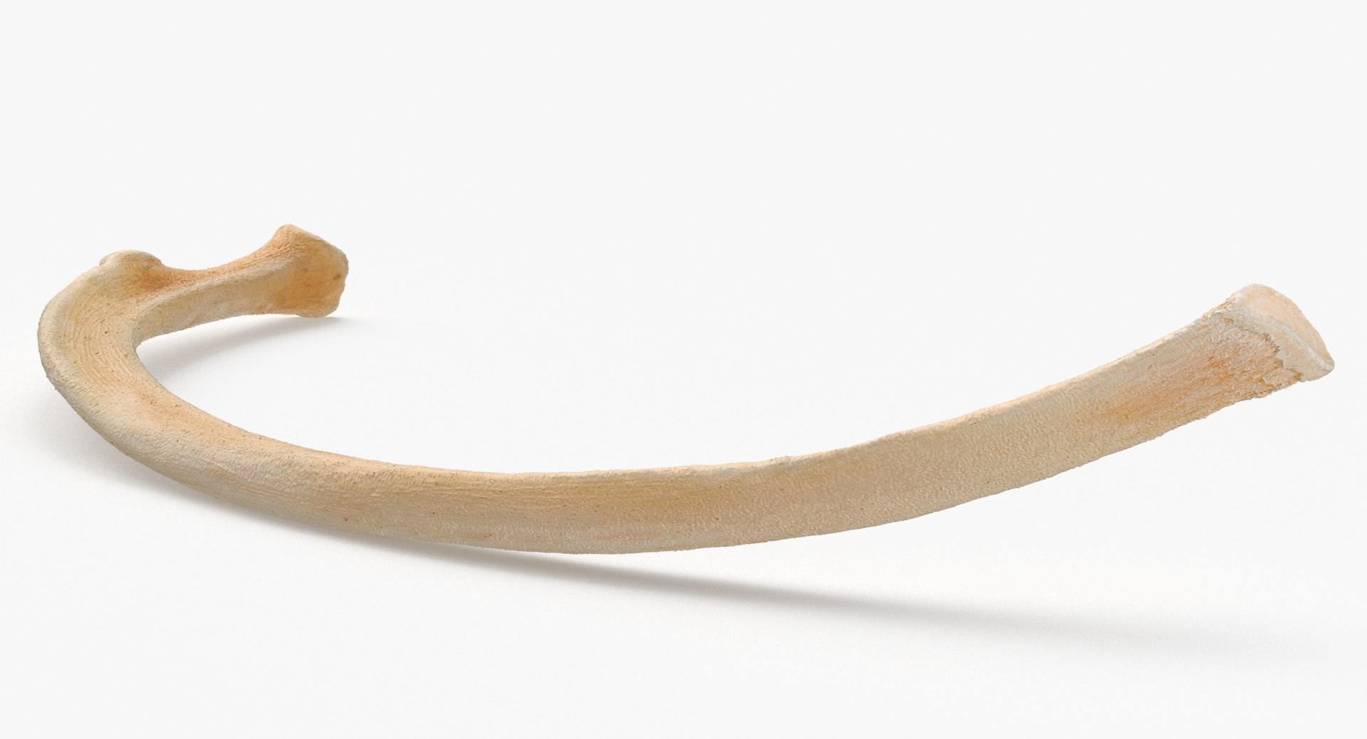 3D Kangaroo Red Necked Wallaby Rib T6 - TurboSquid 2102541