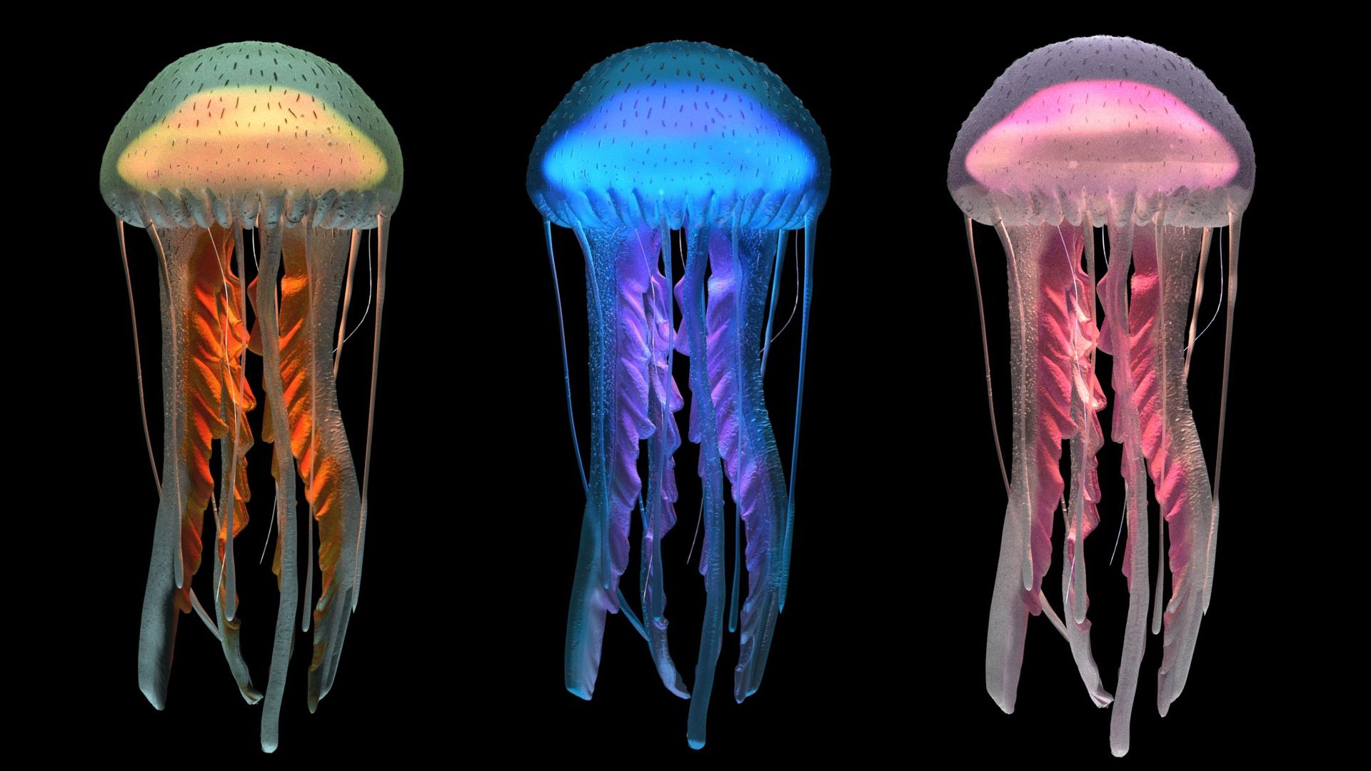 Bundle Of Purple-striped Jellyfish (Pelagia Noctiluca) - All 3 Color Variants 3D Model ...