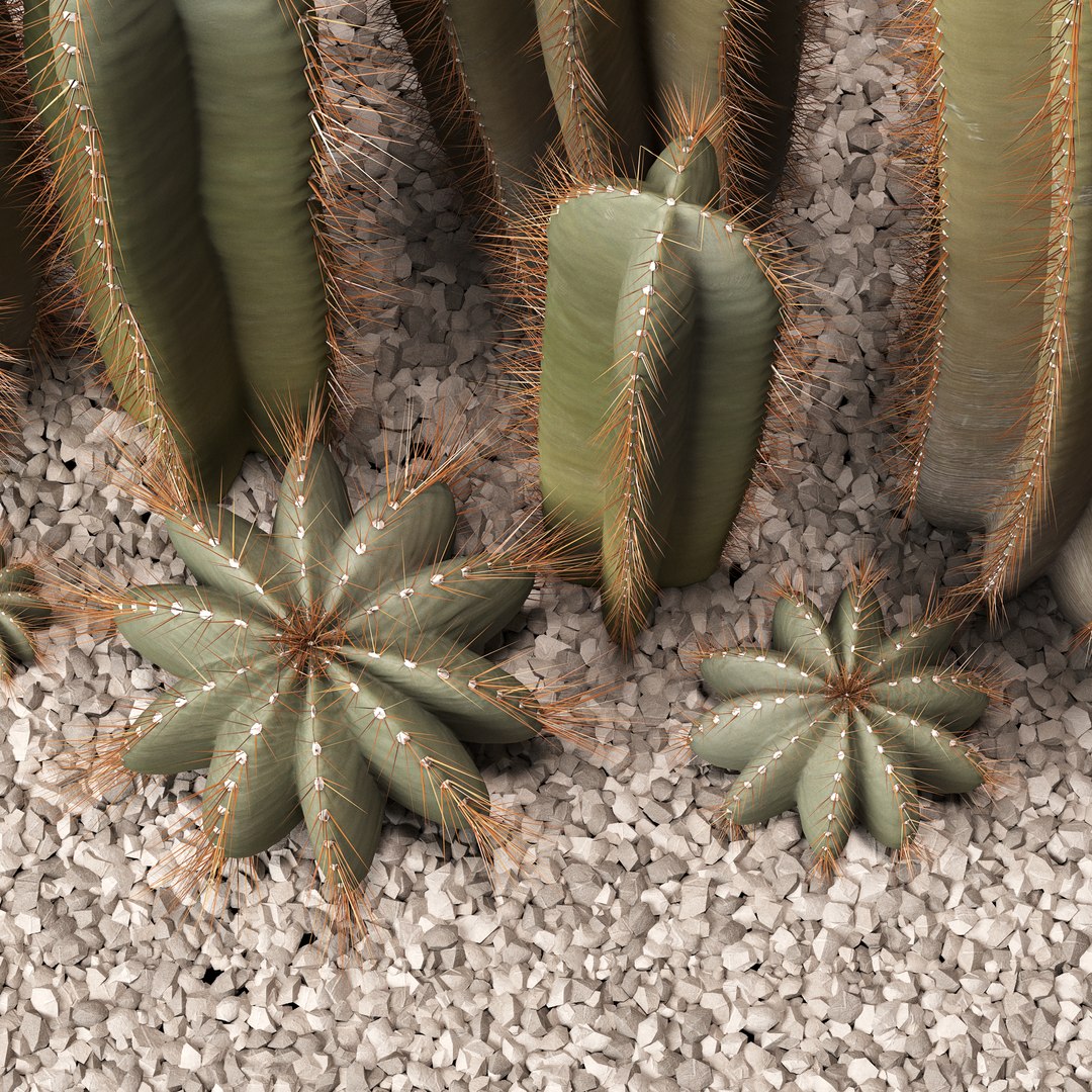 Cactus Set 01 Model - TurboSquid 2192553