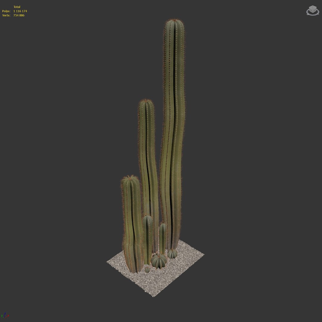 Cactus Set 01 Model - TurboSquid 2192553