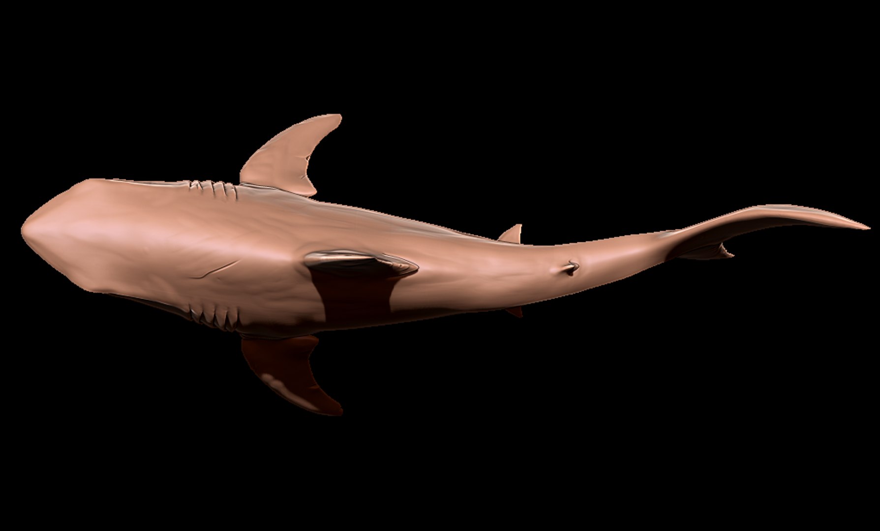 Megalodon 3D Print Model 3D Model - TurboSquid 2230155