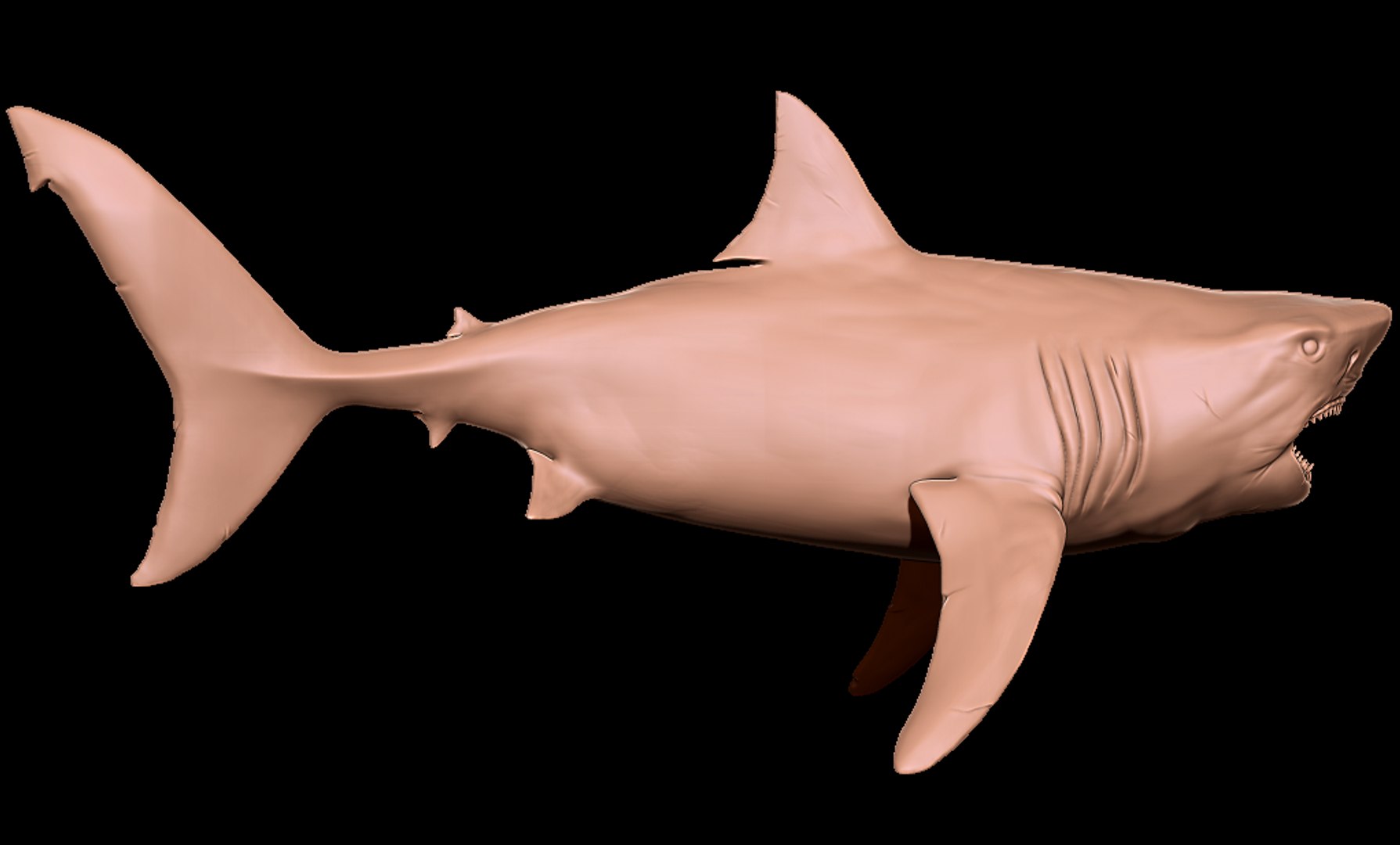 Megalodon 3D Print Model 3D Model - TurboSquid 2230155