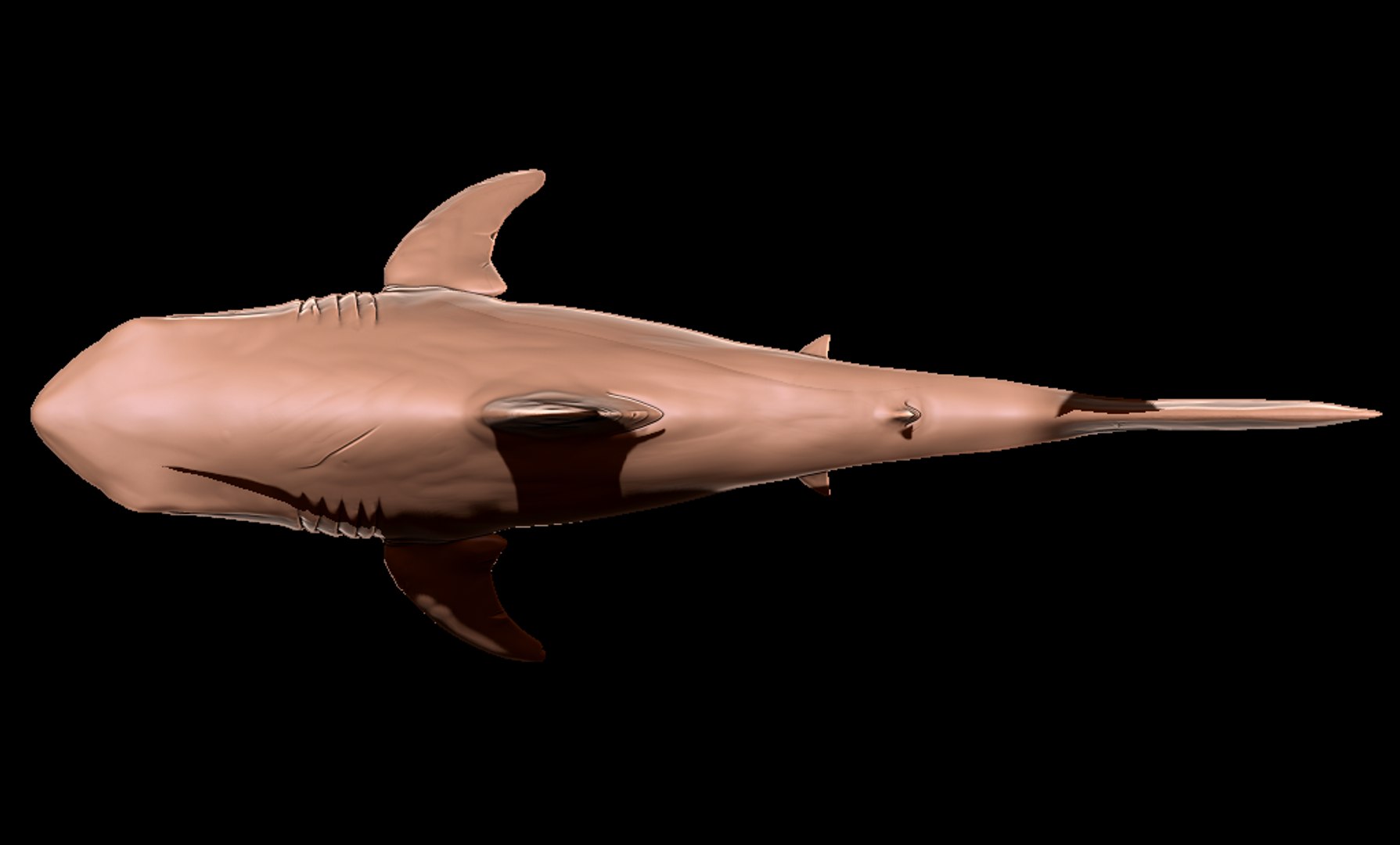 Megalodon 3D Print Model 3D Model - TurboSquid 2230155