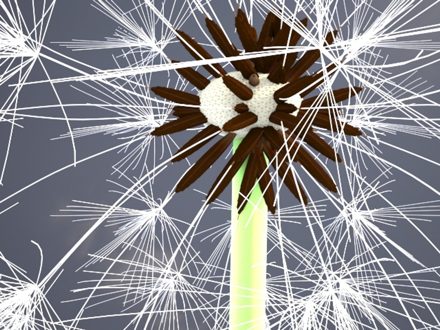 Dandelion 3D Model - TurboSquid 1377760